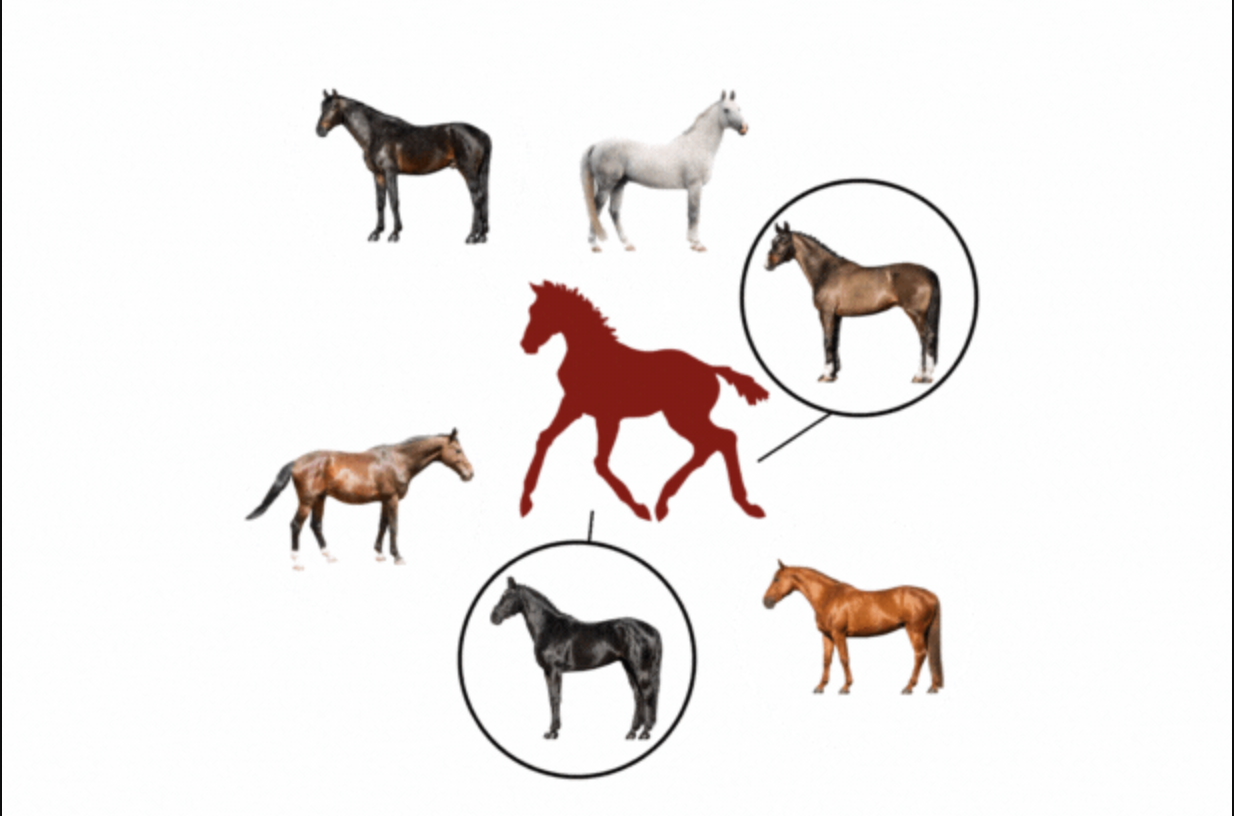 Build-A-Horse: Advanced Genetics Tool for Horse Breeding and Foal Trait ...